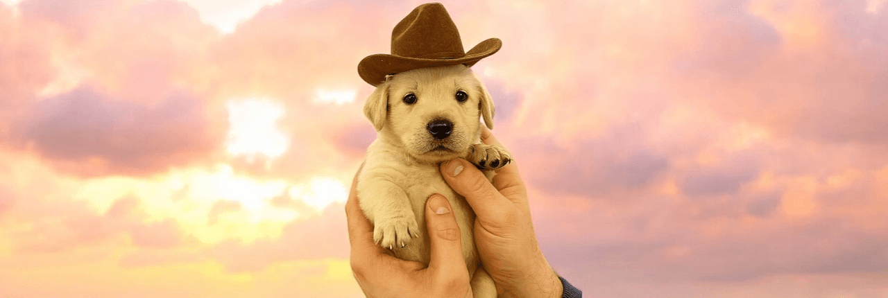 PNUTDOG/SOL - Peanut the dog Price on PumpSwap | GeckoTerminal